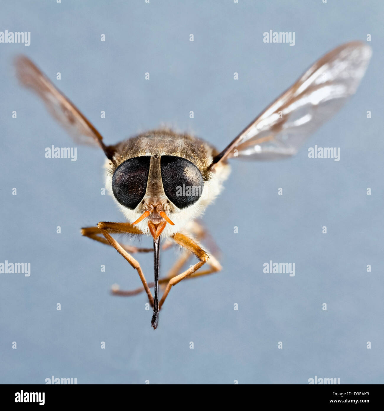 Fly profile view views hi-res stock photography and images - Alamy