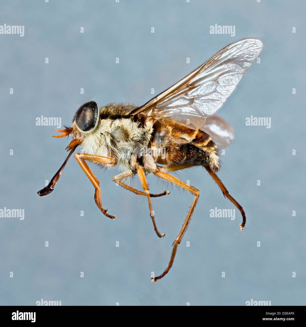 Side view housefly hi-res stock photography and images - Alamy