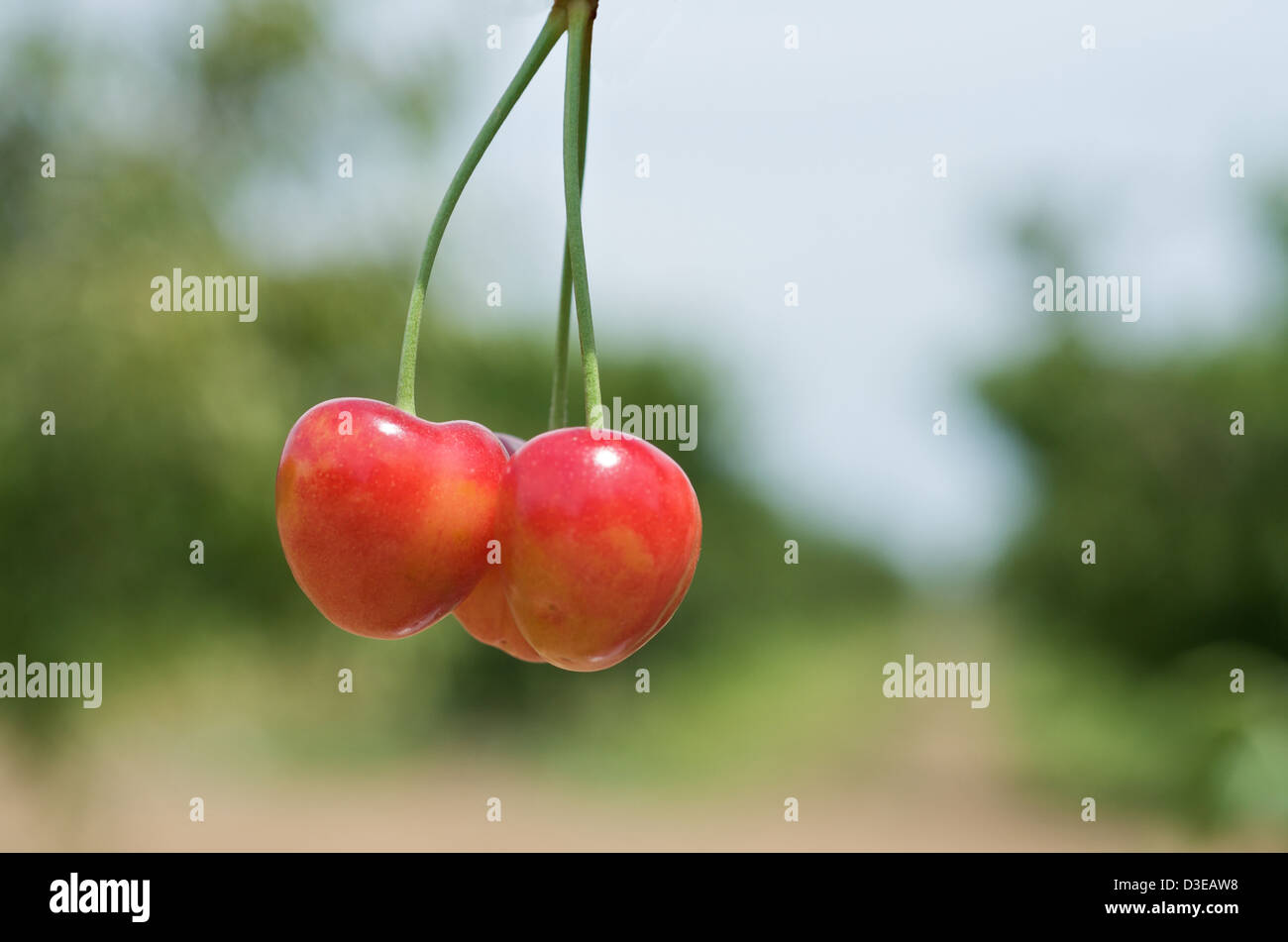 Cherry picking in the nature Stock Photo - Alamy