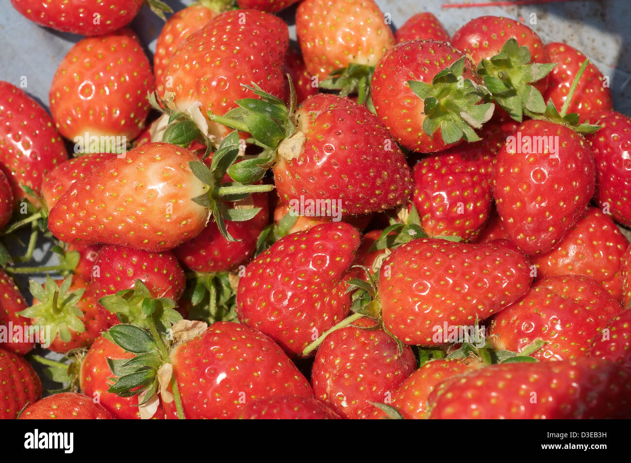 Close Up of A Pile Of Strawberry Stock Photo - Alamy
