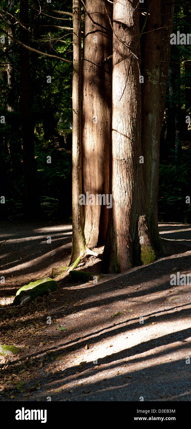 High tree hi-res stock photography and images - Alamy