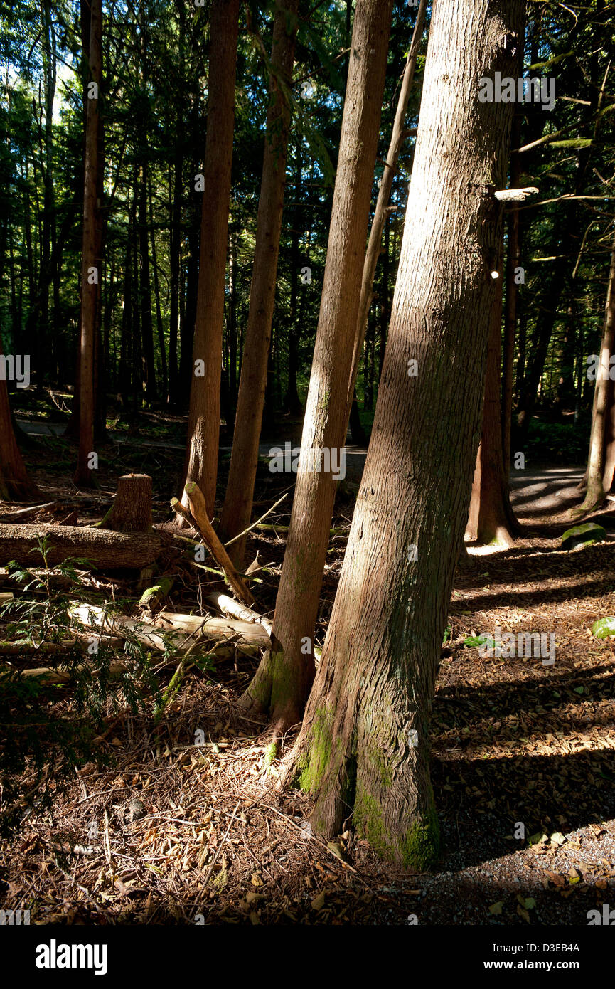 High tree hi-res stock photography and images - Alamy