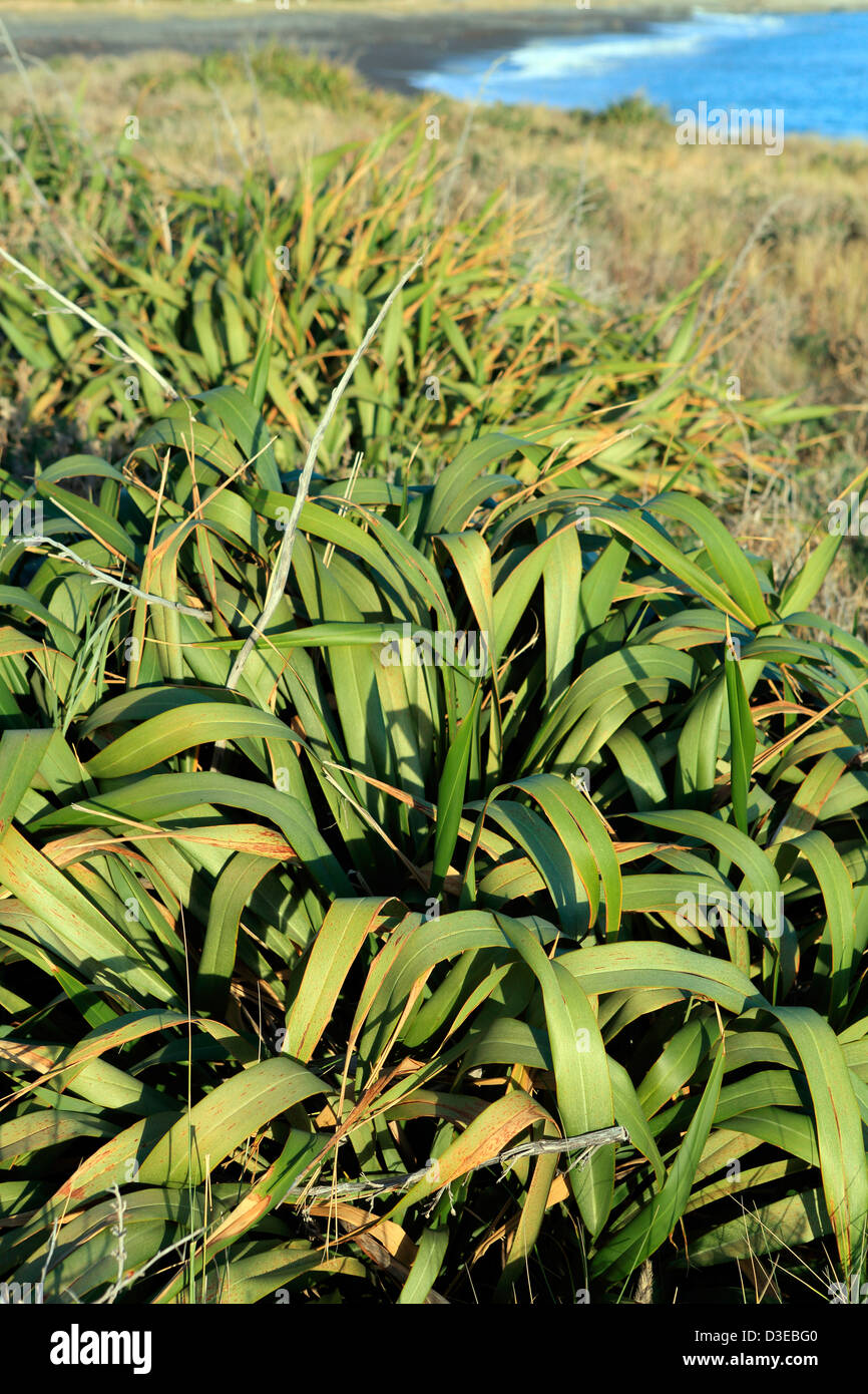 New zealand flax hi-res stock photography and images - Alamy