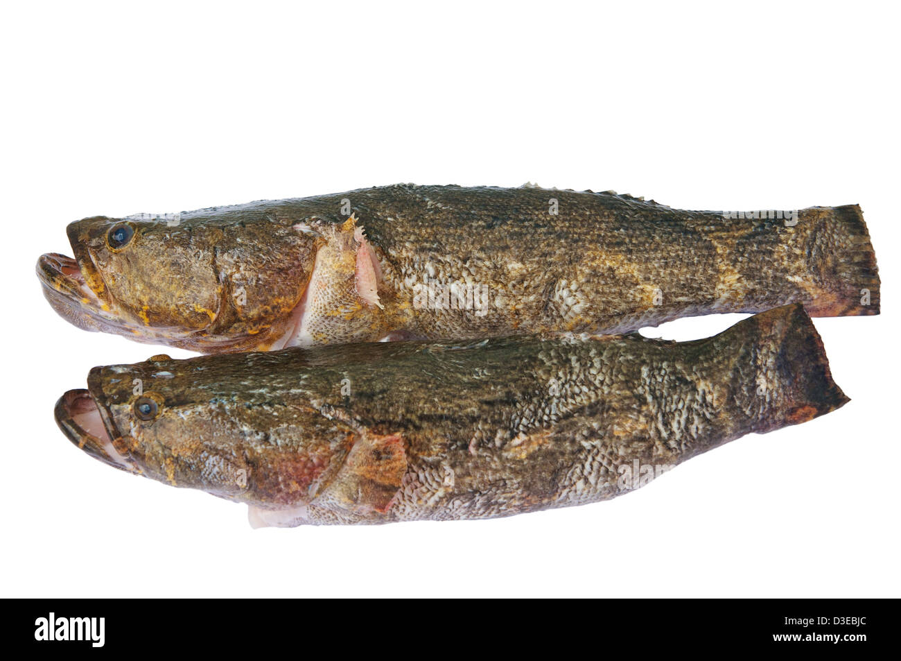 Striped sea fish isolated on white Stock Photo - Alamy
