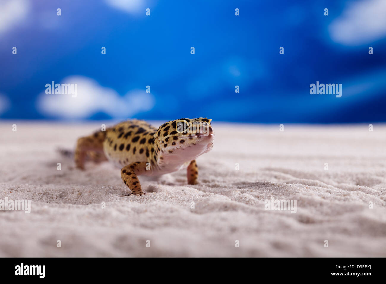 Leopard lizard hi-res stock photography and images - Alamy