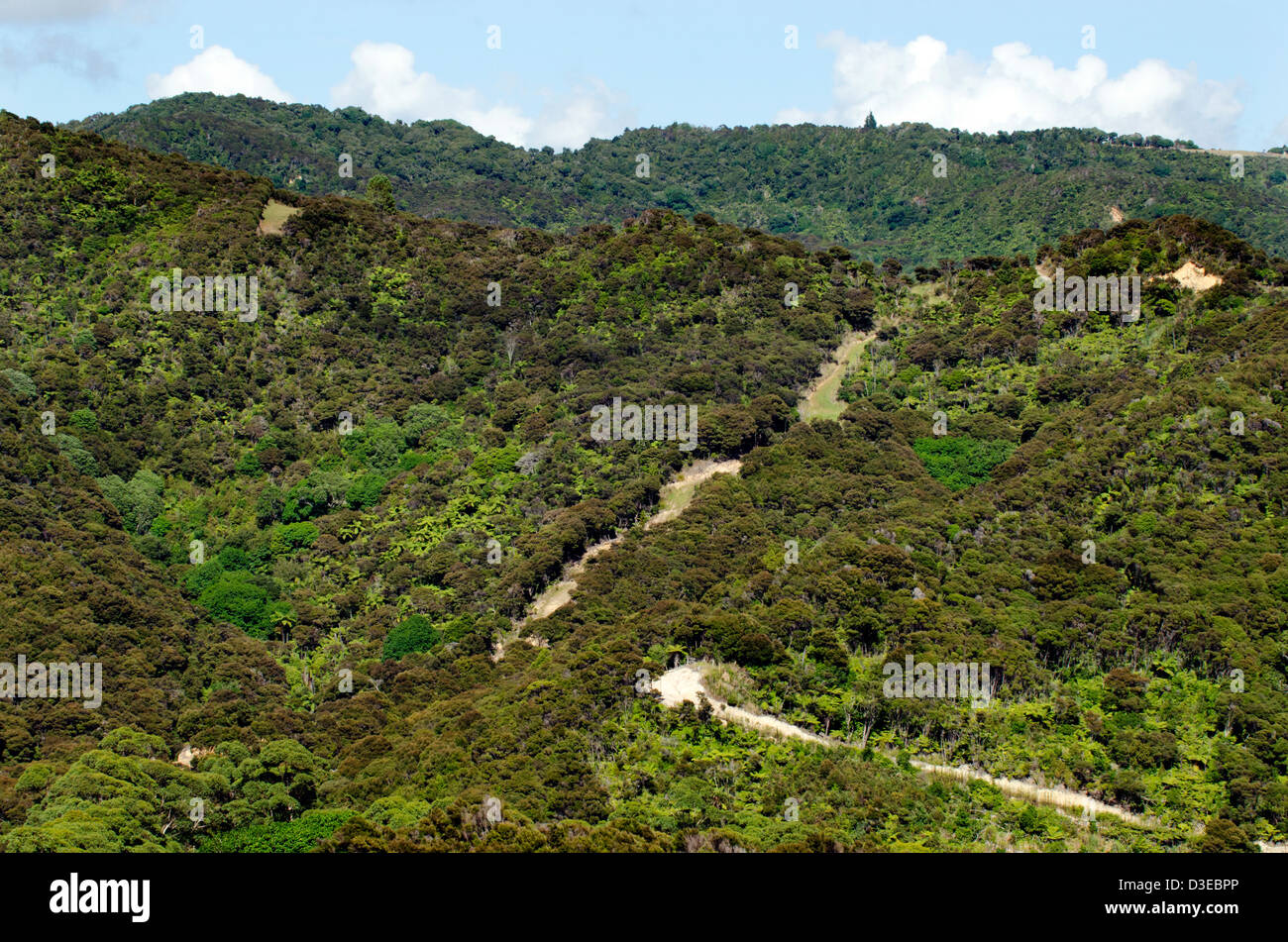 Rain Bush High Resolution Stock Photography and Images - Alamy