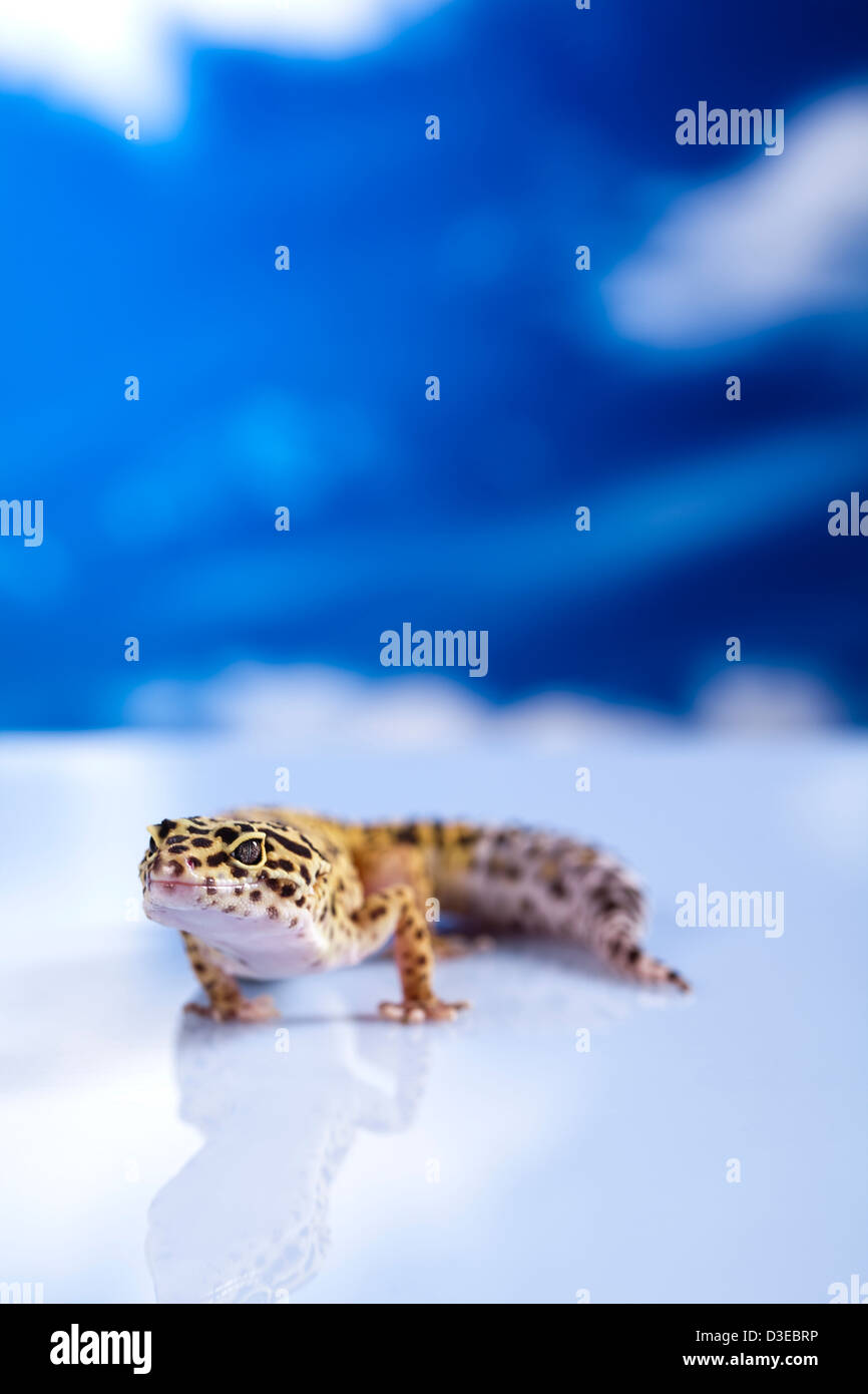 Leopard gecko tail hi-res stock photography and images - Alamy