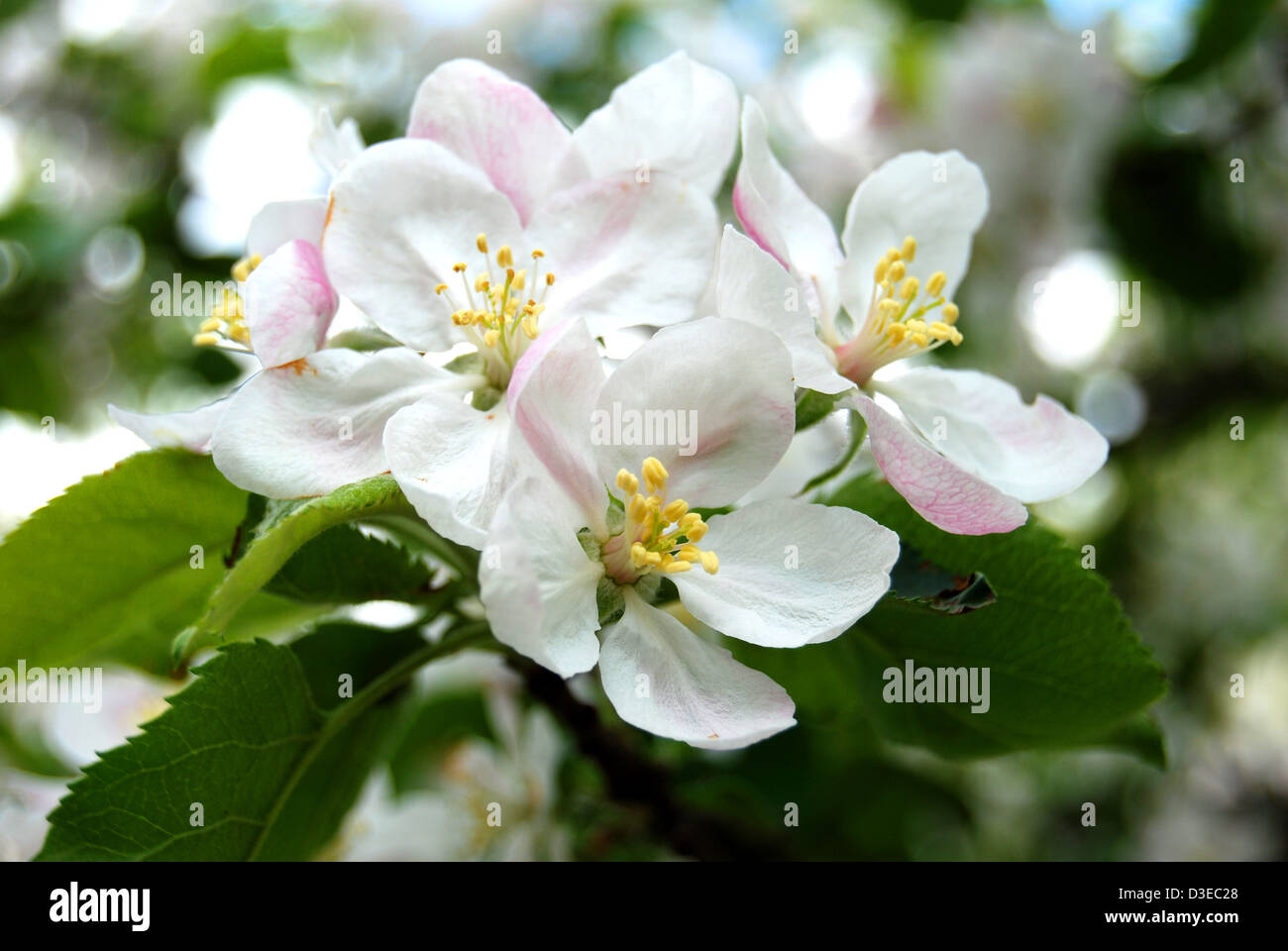 Apple Tree Flower Stock Photo - Alamy