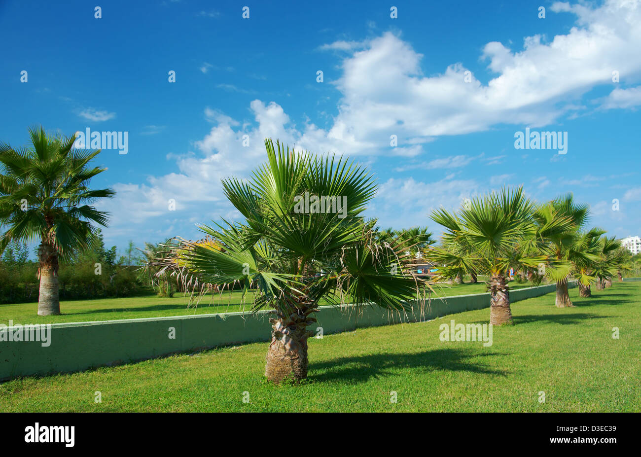 Beauty palm-trees in Antalya, Turkey Stock Photo - Alamy