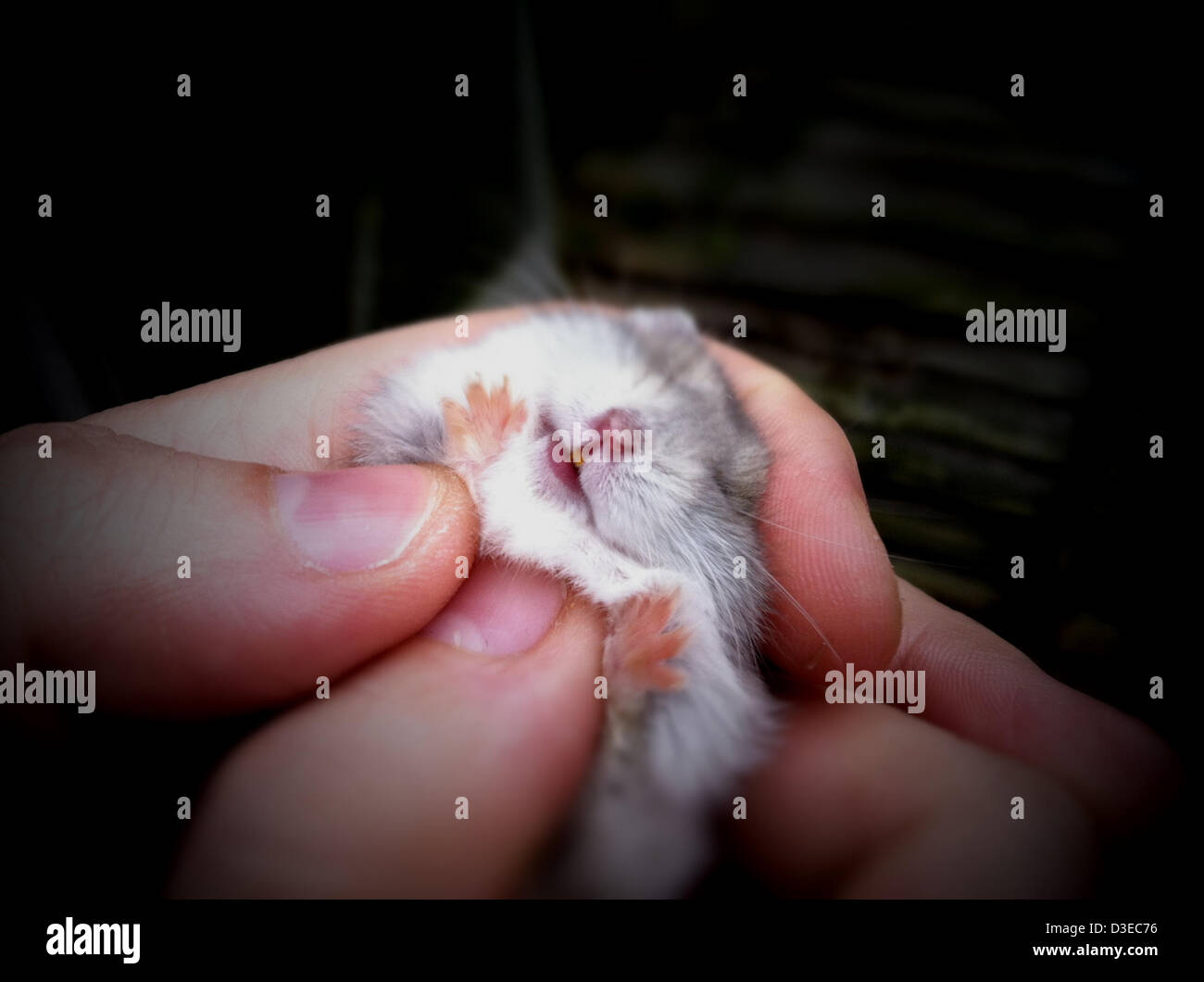 Hamster feet hi-res stock photography and images - Alamy