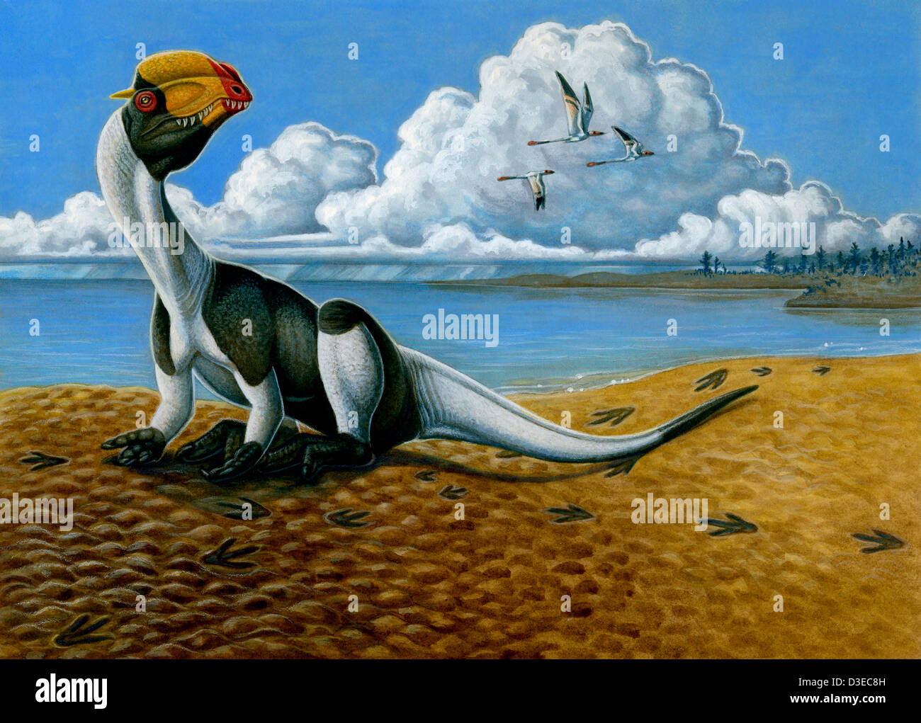 Prehistoric dinosaur footprint in hi-res stock photography and images ...