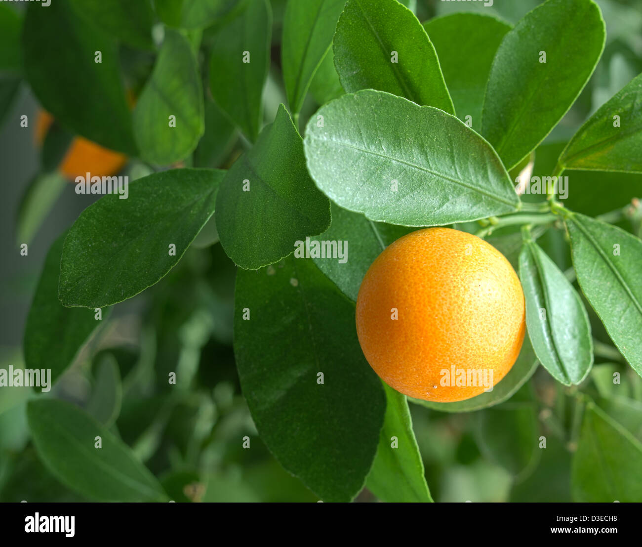 Citrus tree hi-res stock photography and images - Alamy