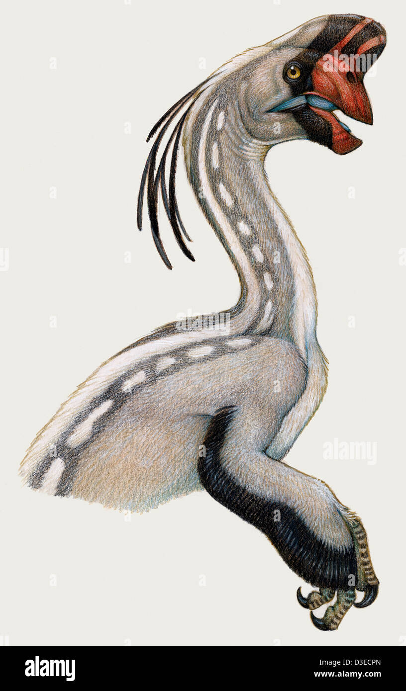 Oviraptor, a genus of small Mongolian theropod dinosaur that lived ...