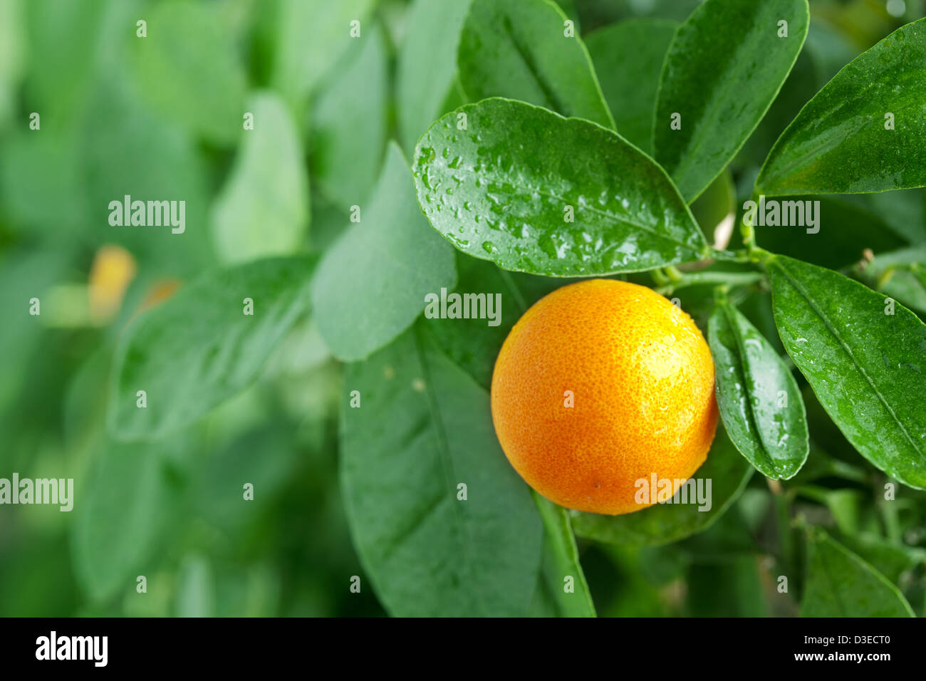 Tangerine harvest hi-res stock photography and images - Alamy