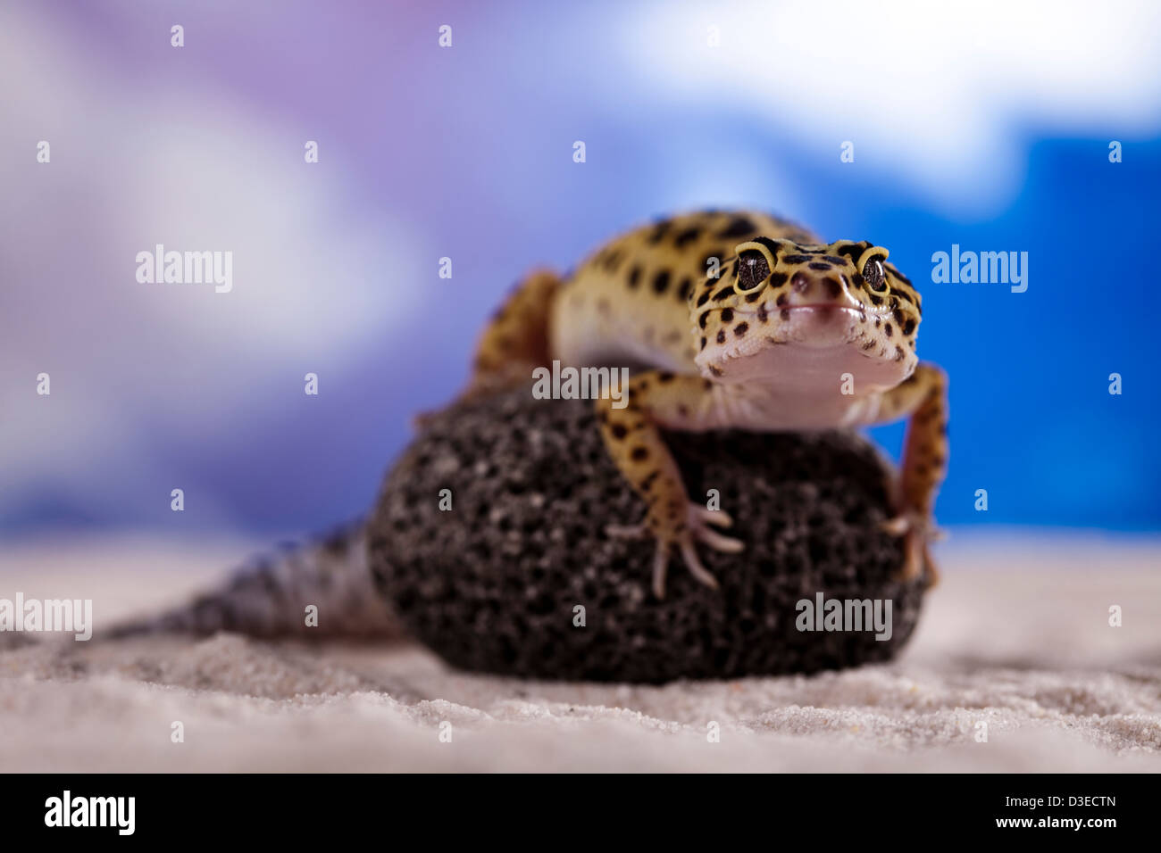 Small gecko reptile lizard Stock Photo - Alamy