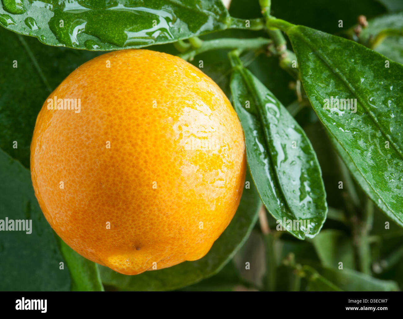 Citrus oranges hi-res stock photography and images - Alamy