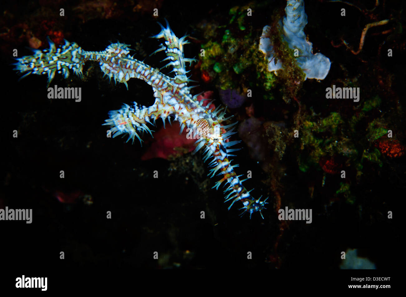 Reef pipefish hi-res stock photography and images - Alamy