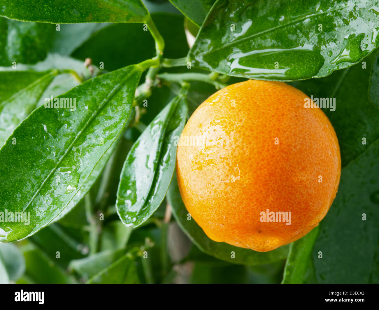 Orange on a citrus tree close up Stock Photo - Alamy