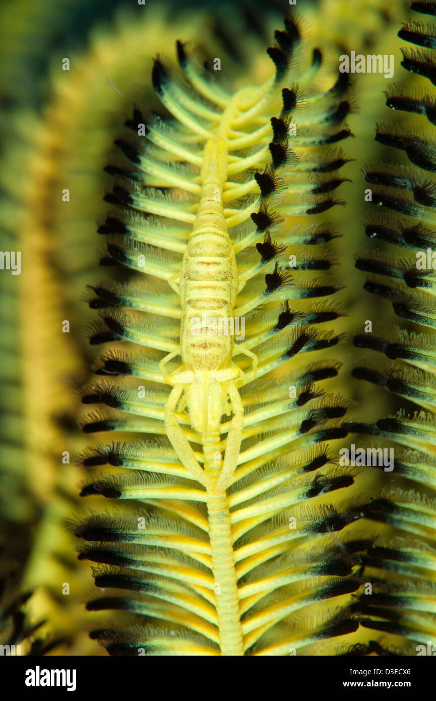 Commensal crinoid shrimp hi-res stock photography and images - Alamy