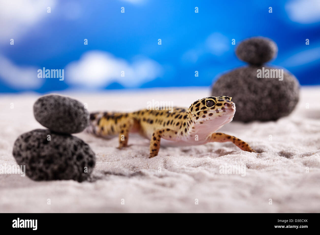 Gecko and stone Stock Photo - Alamy