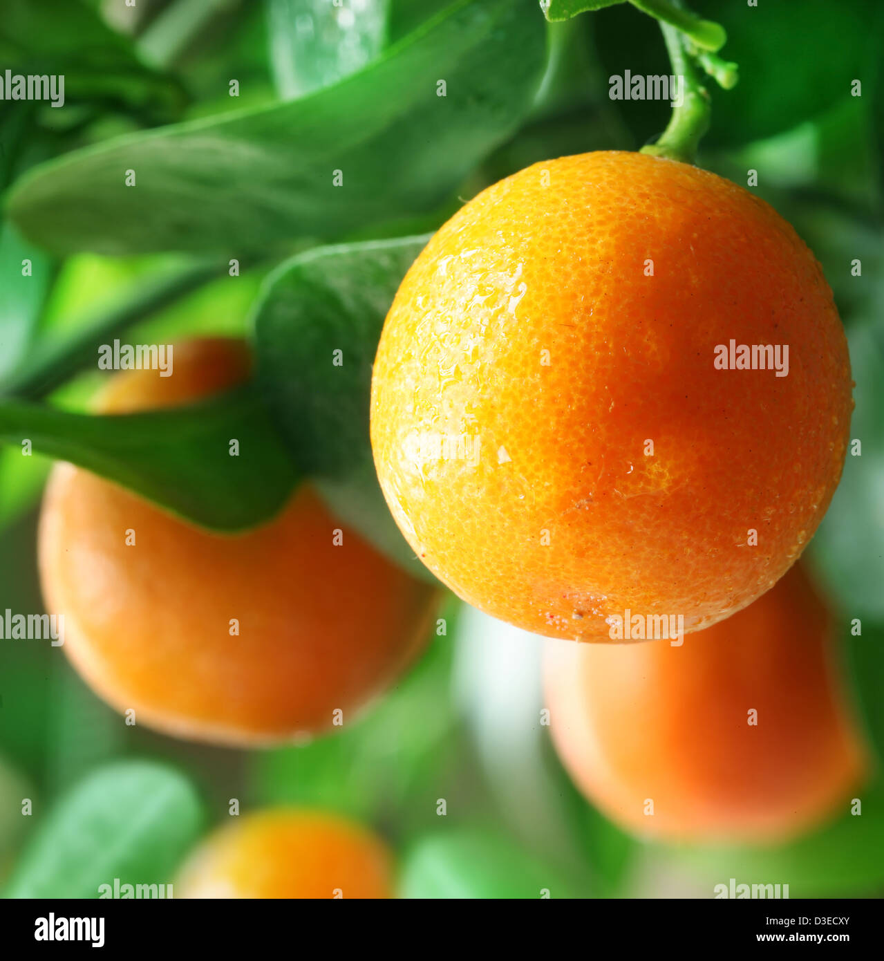 Citrus tree hi-res stock photography and images - Alamy