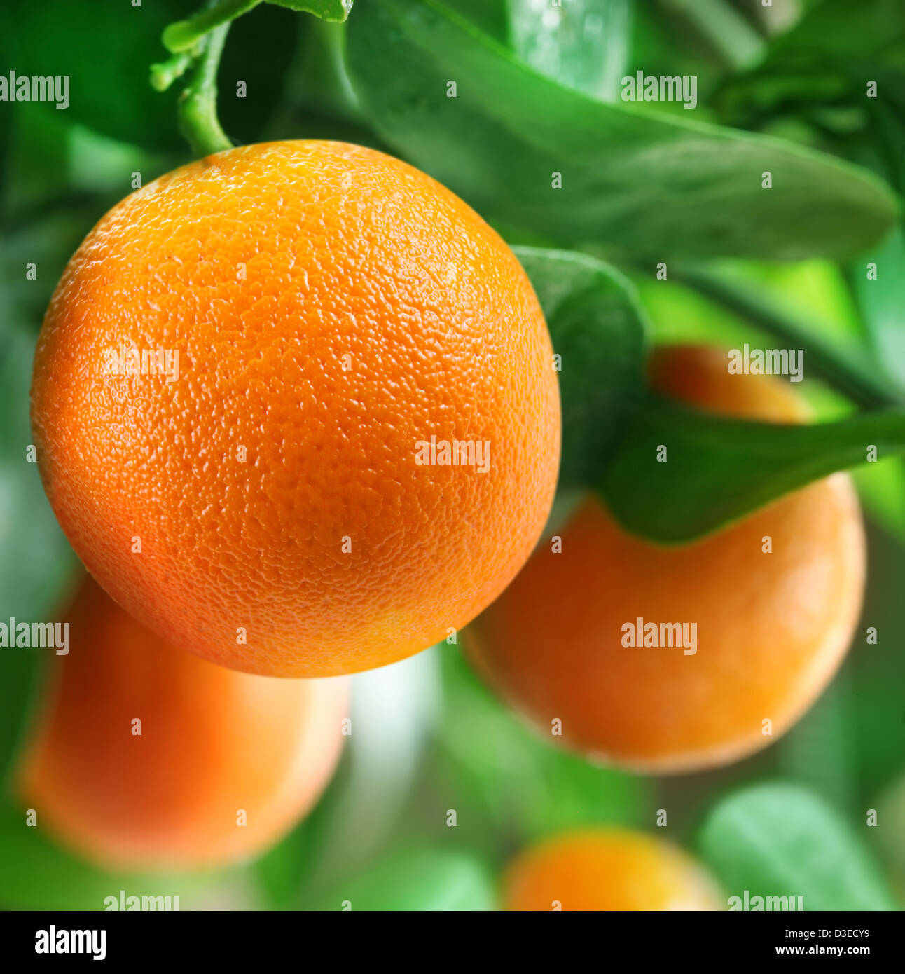 Citrus tree hi-res stock photography and images - Alamy