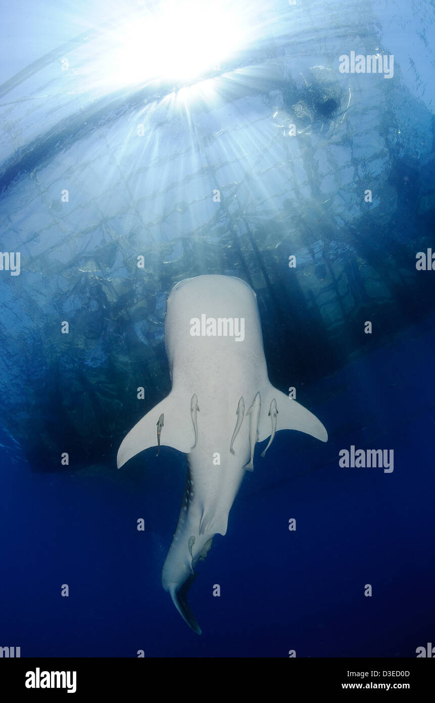 Whale shark from underneath hi-res stock photography and images - Alamy
