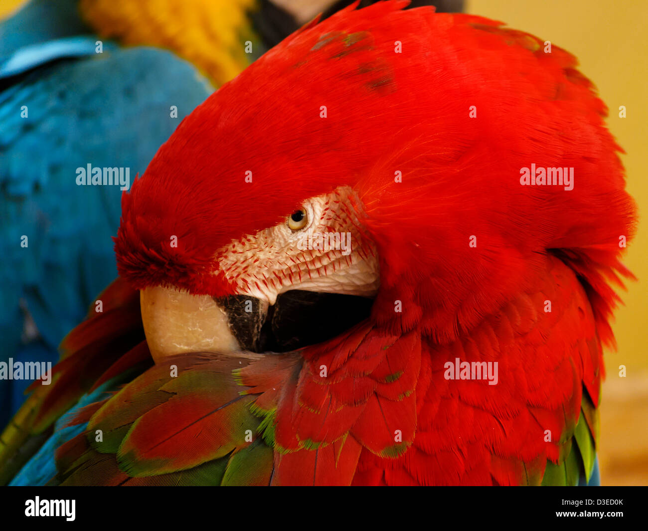 Parrot canary islands hi-res stock photography and images - Alamy