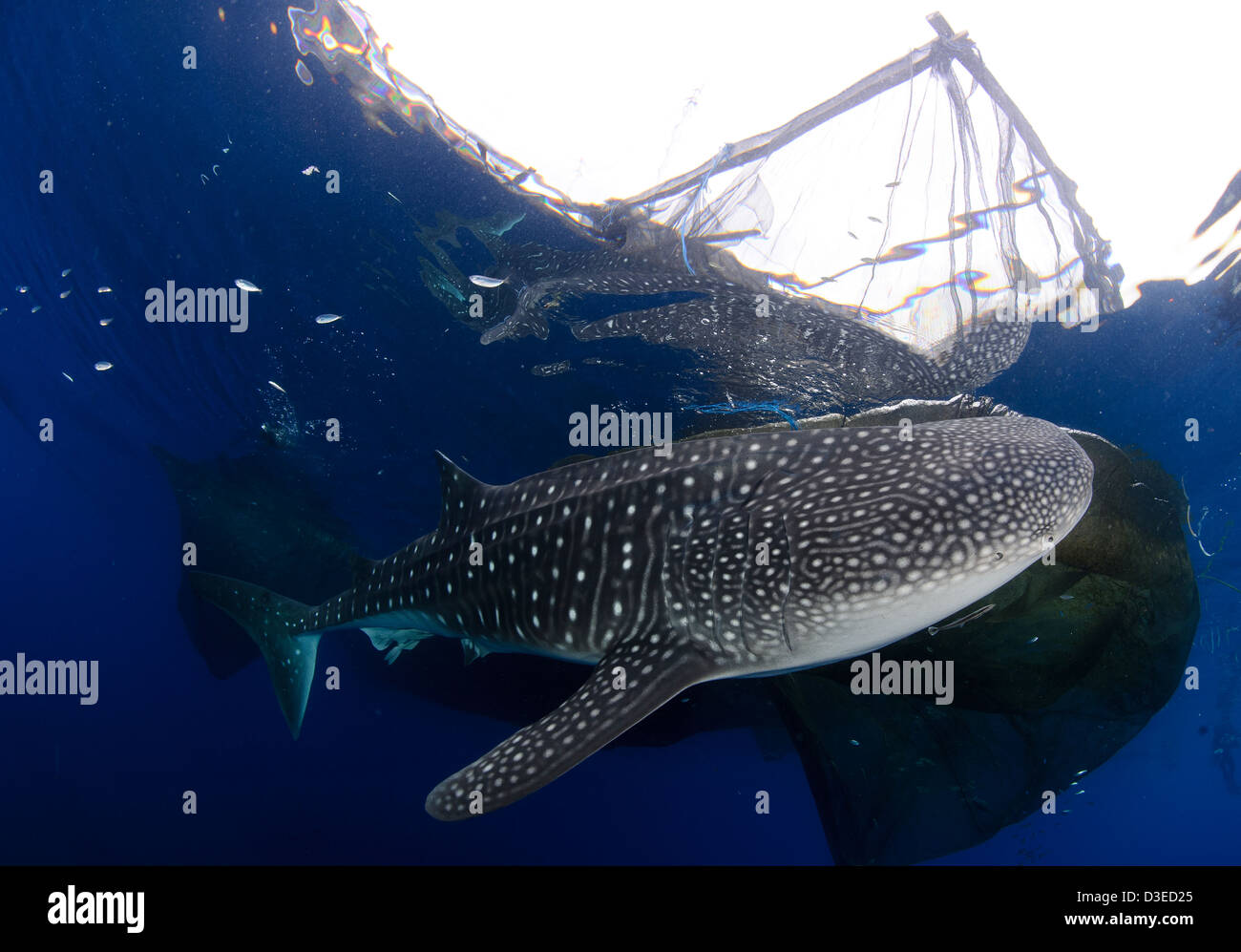 Underwater boat fish fishing boat hi-res stock photography and images ...