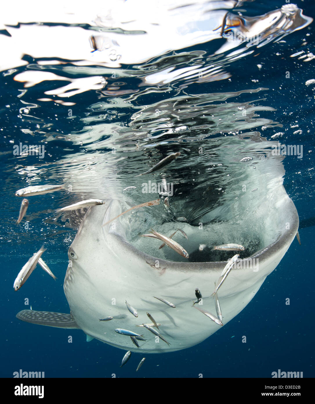 Underwater fishing nets hi-res stock photography and images - Alamy