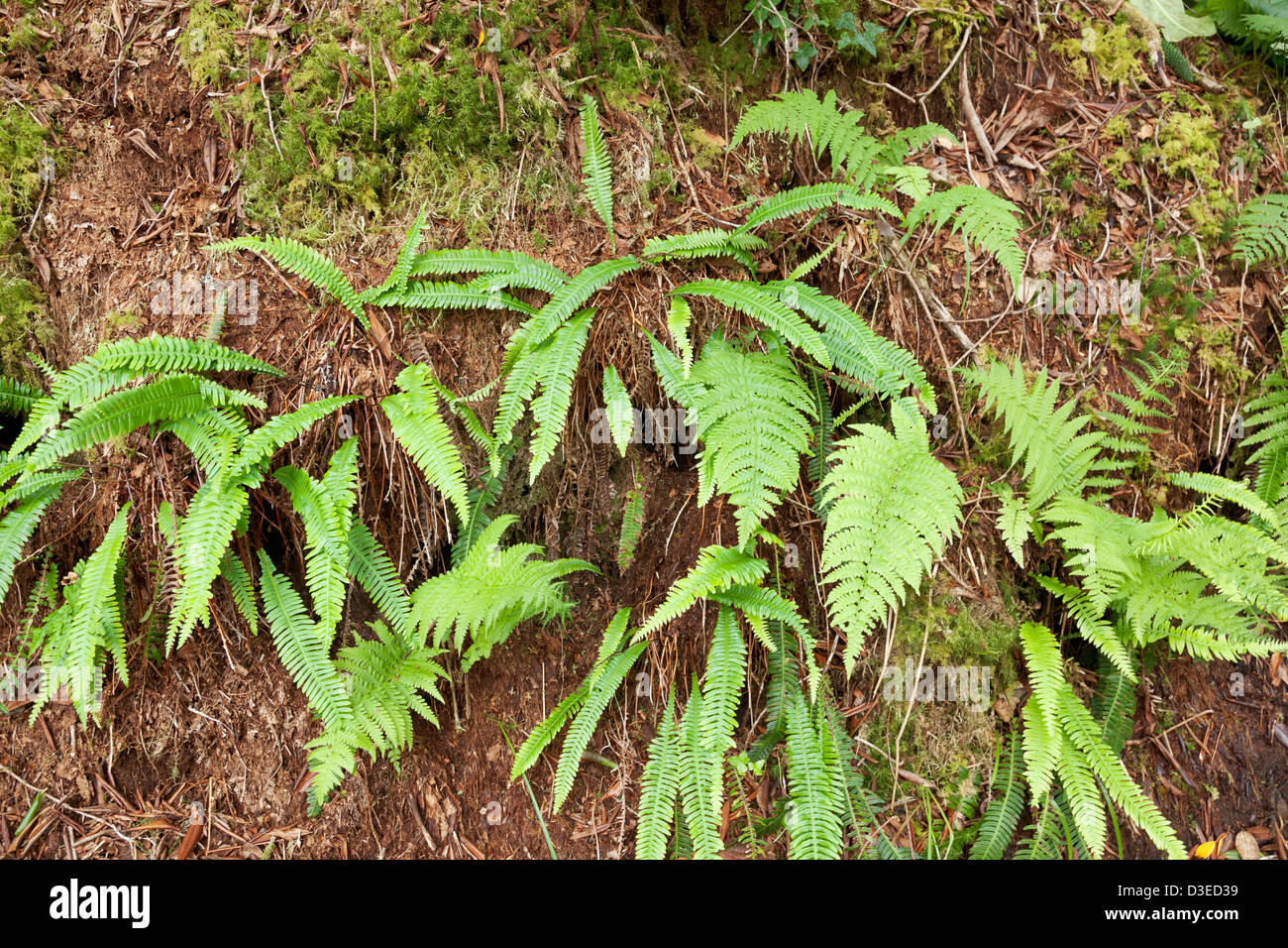 Ferns growing in garden Stock Photo - Alamy