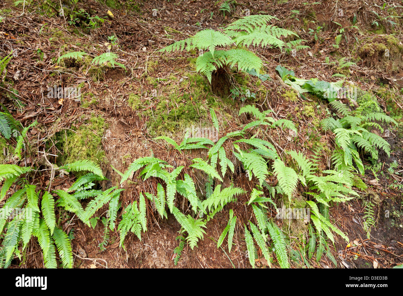 Ferns growing in garden Stock Photo - Alamy