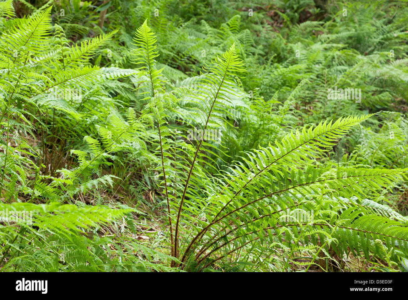 Ferns growing in garden Stock Photo - Alamy