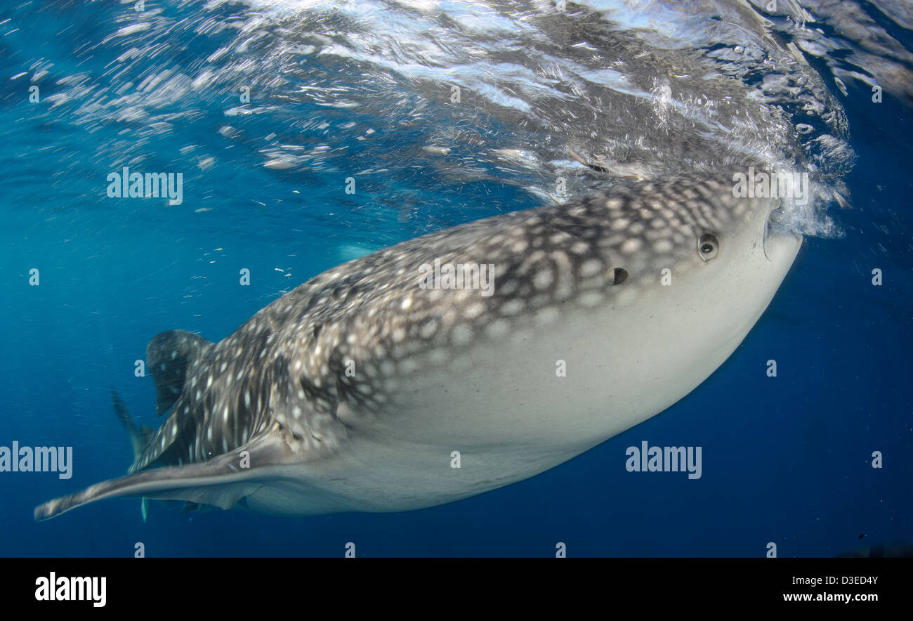 Shark in open mouth under water hi-res stock photography and images - Alamy