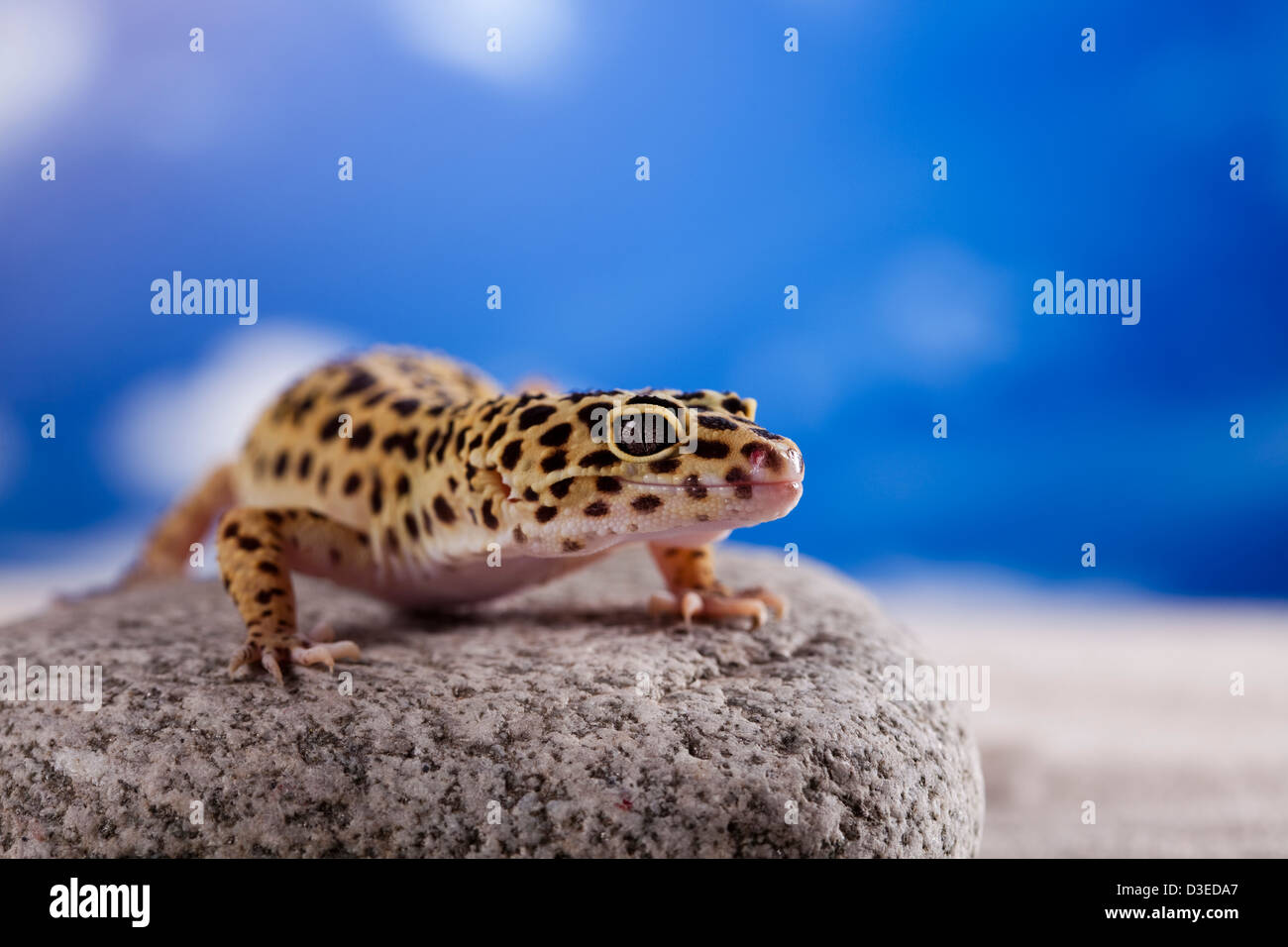Gecko and stone Stock Photo - Alamy