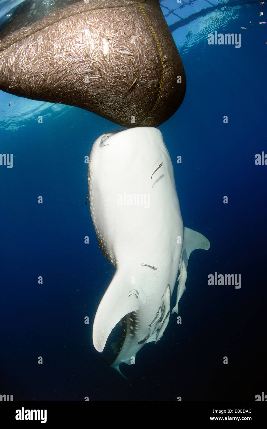 Underwater fishing nets hi-res stock photography and images - Alamy