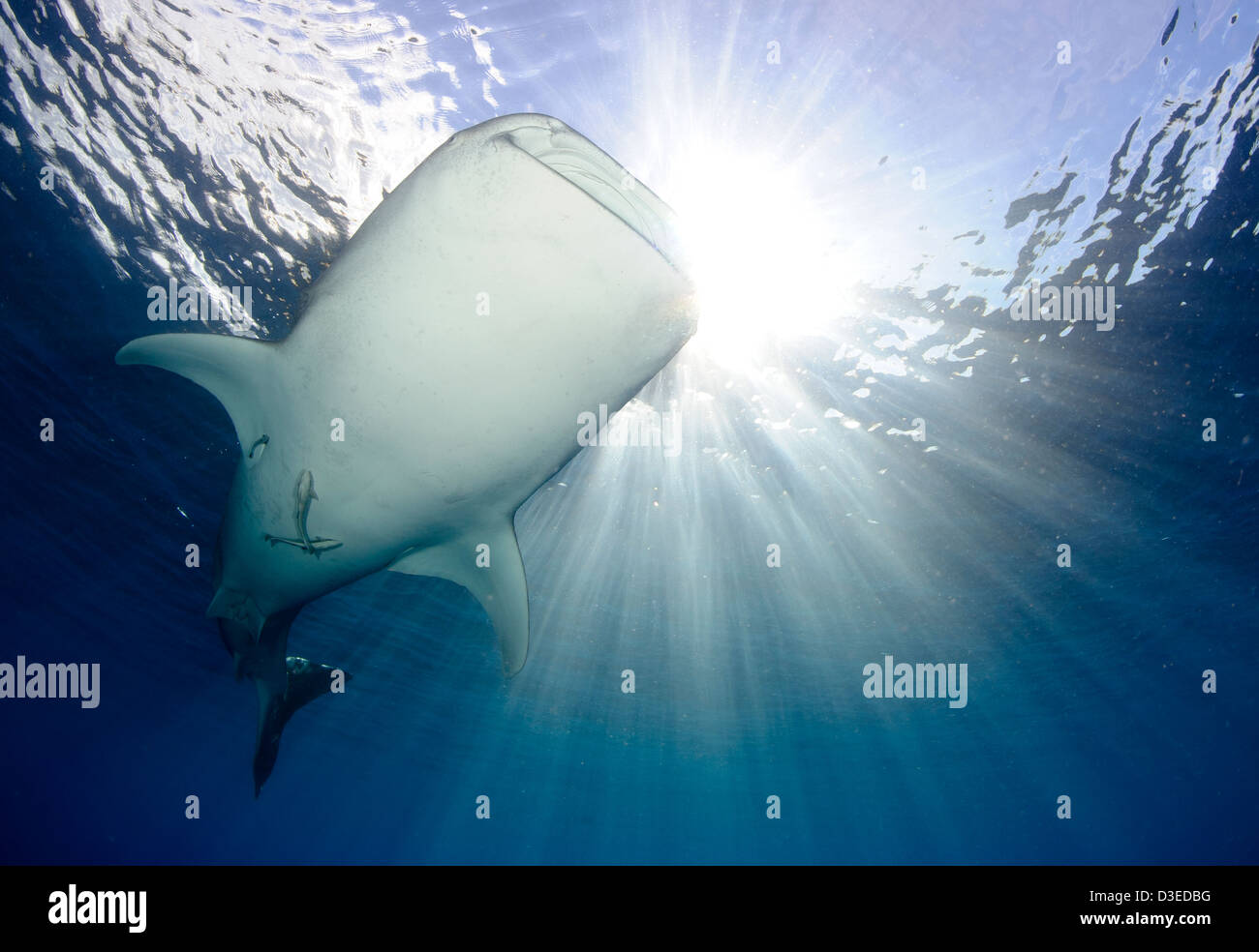 Whale shark from underneath hi-res stock photography and images - Alamy