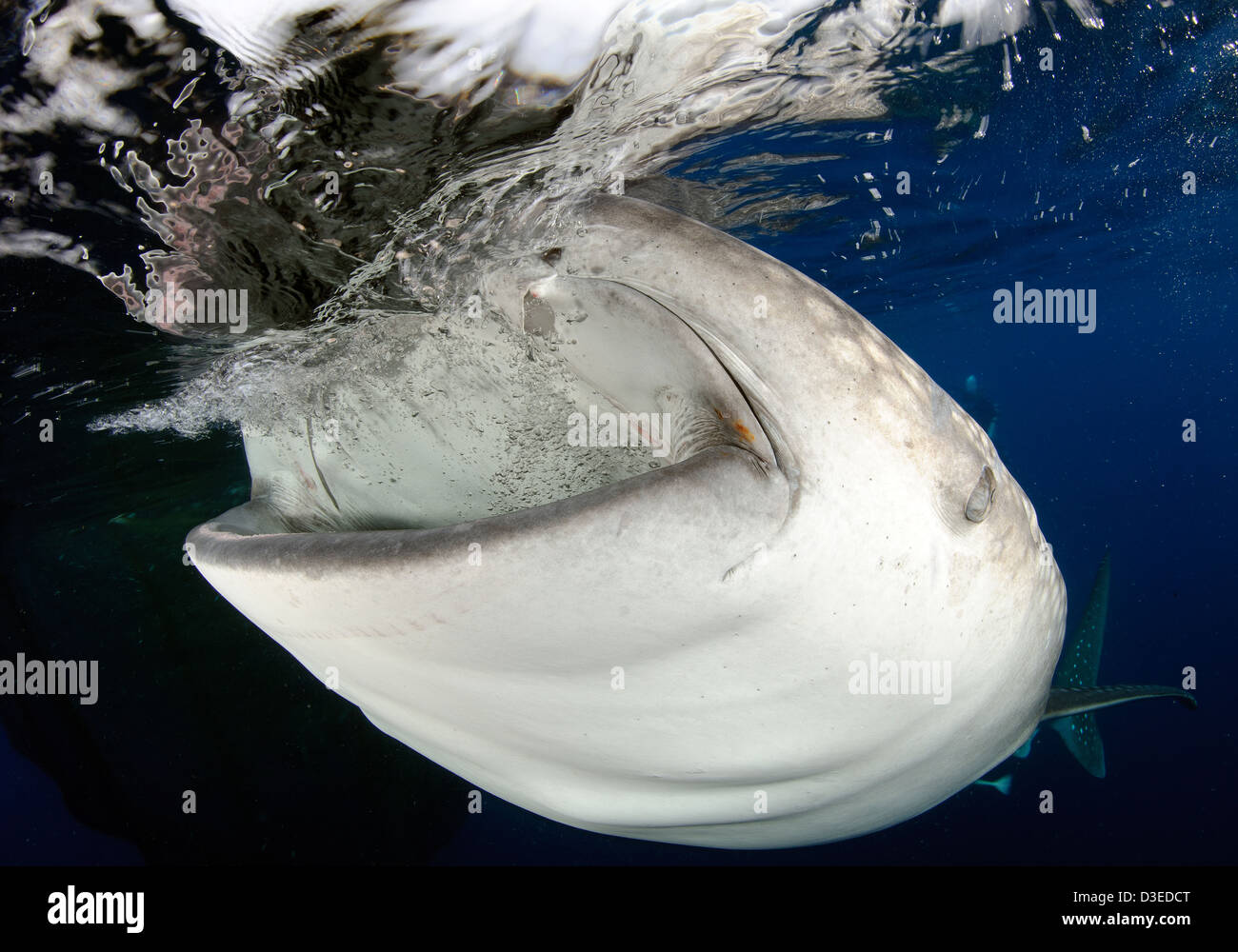 Shark in open mouth under water hi-res stock photography and images - Alamy