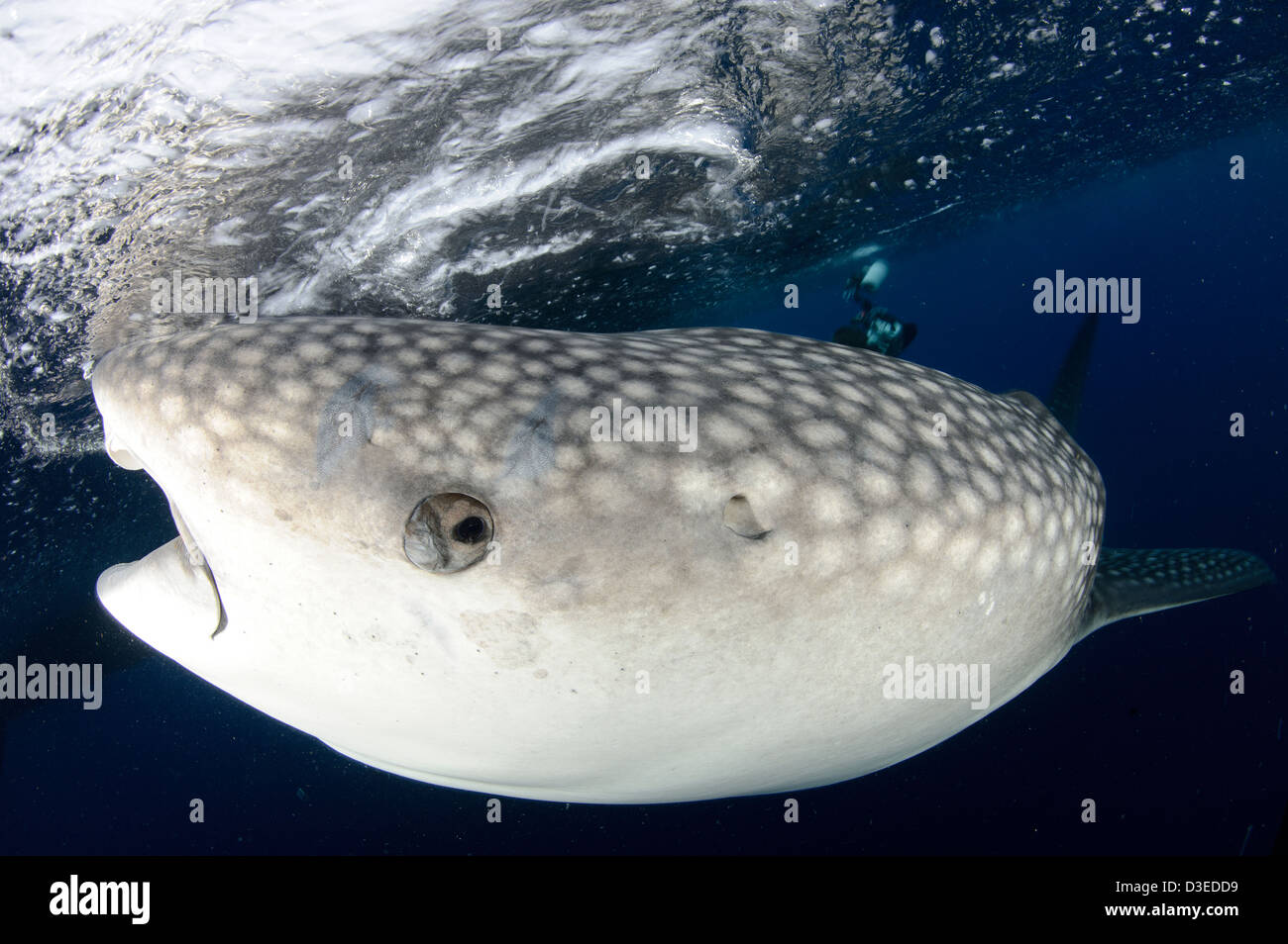 Shark turning hi-res stock photography and images - Alamy