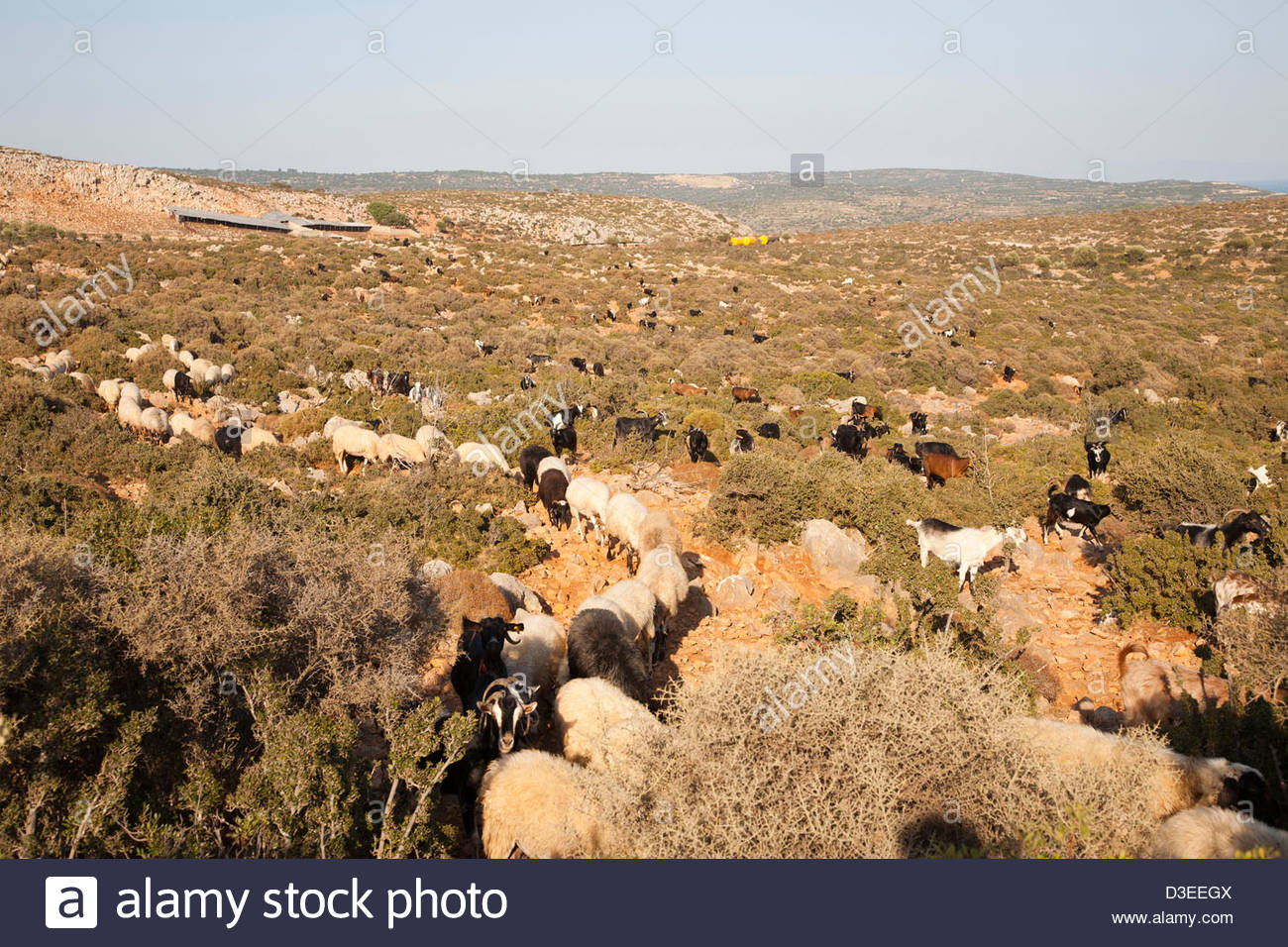 Chios Sheep High Resolution Stock Photography and Images - Alamy