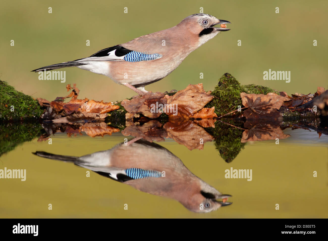 Eurasian Jay (Garrulus glandarius) adult with reflection at pool ...