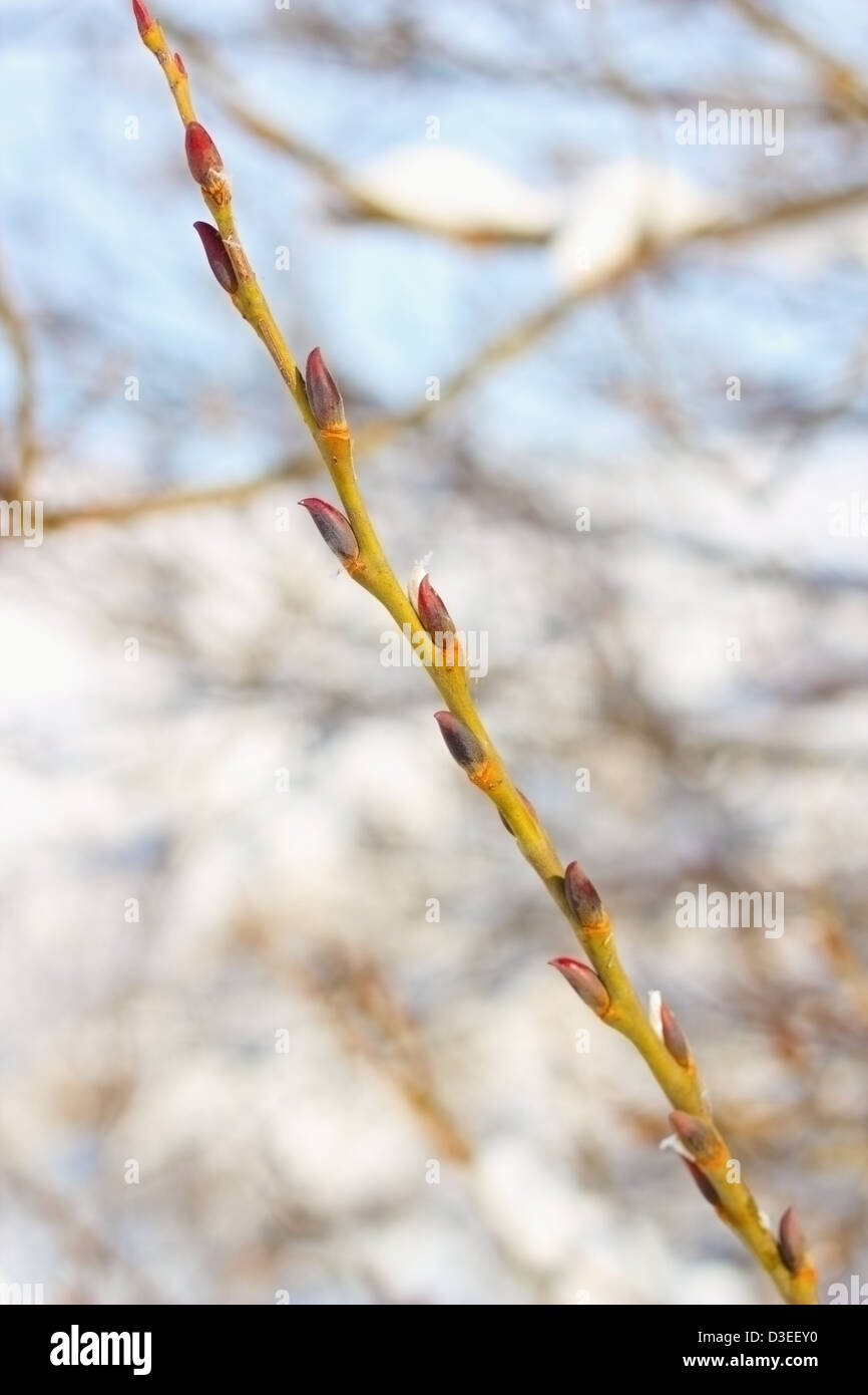 emerging willow buds in a late winter sunny day Stock Photo - Alamy