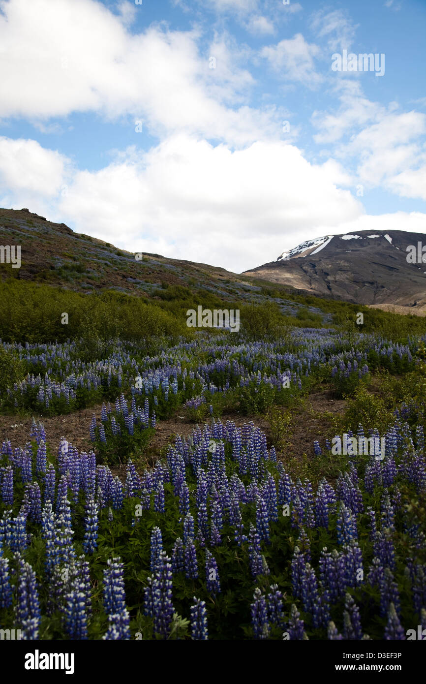 Iceland flowers , mountain Stock Photo - Alamy