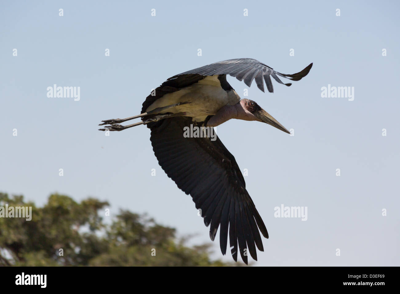 A Marabou Stork scavenger bird in mid flight near lake Koka in Ethiopia ...