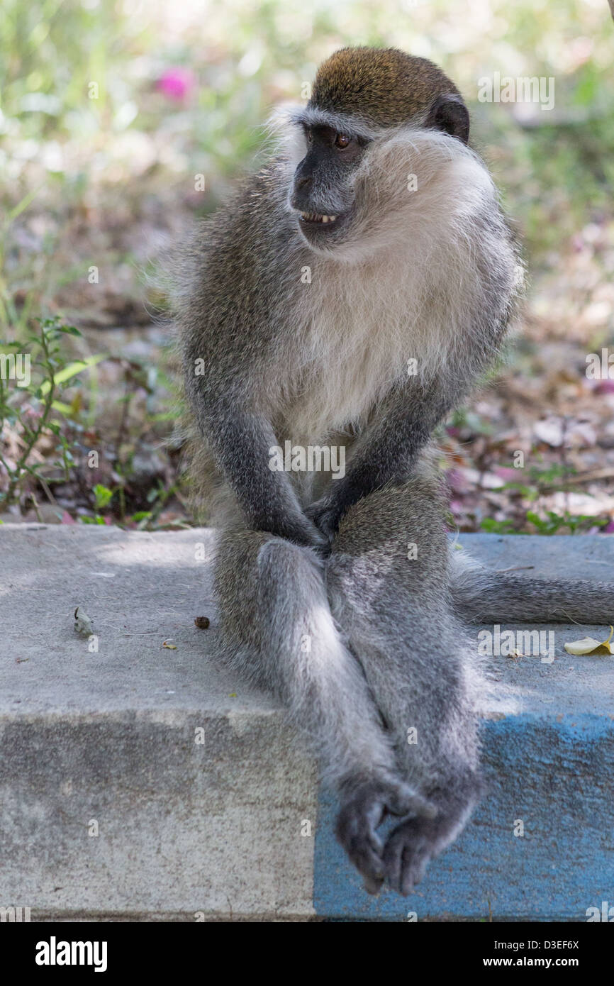 Private parts hi-res stock photography and images - Alamy