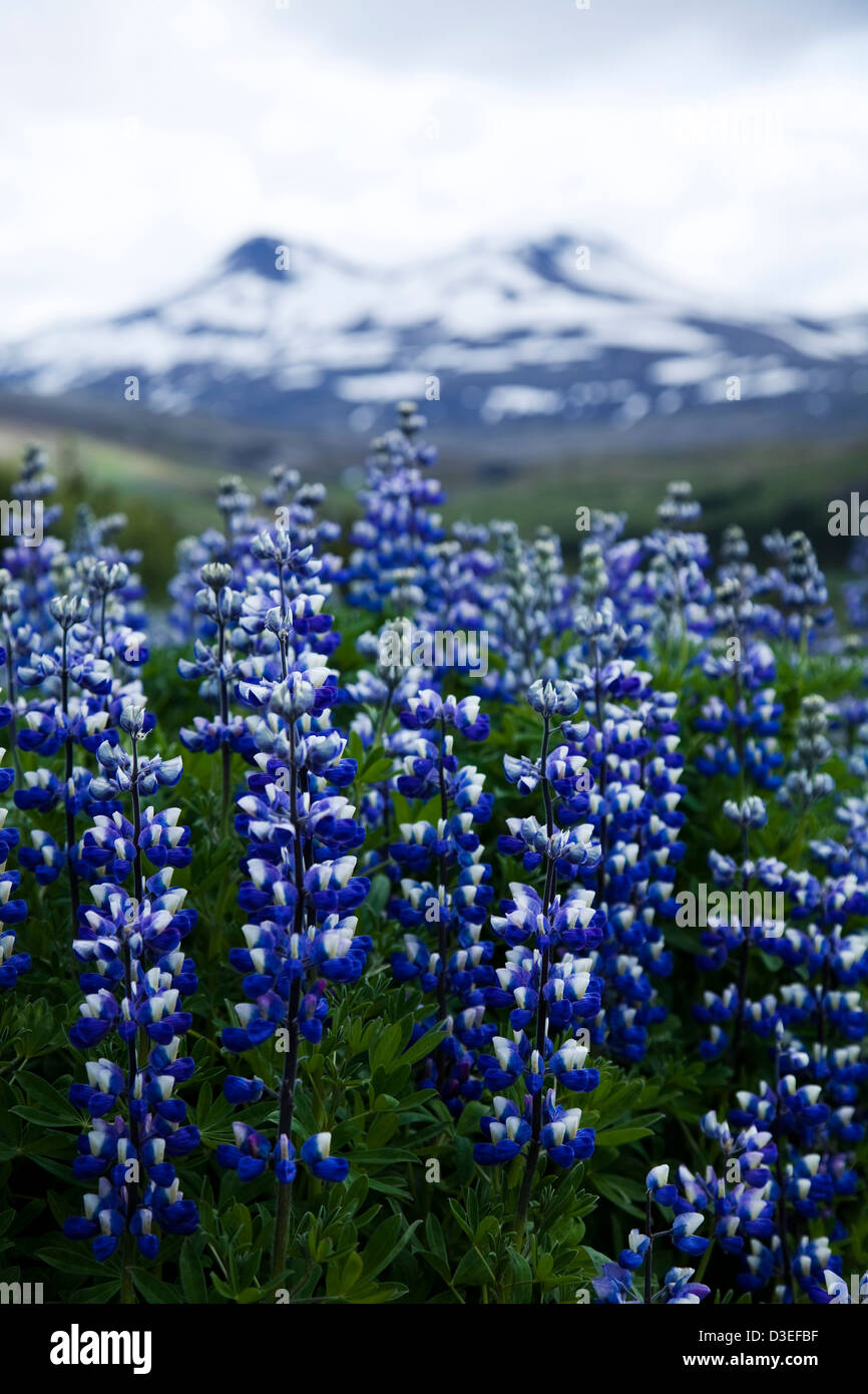 Iceland flowers , mountain Stock Photo - Alamy