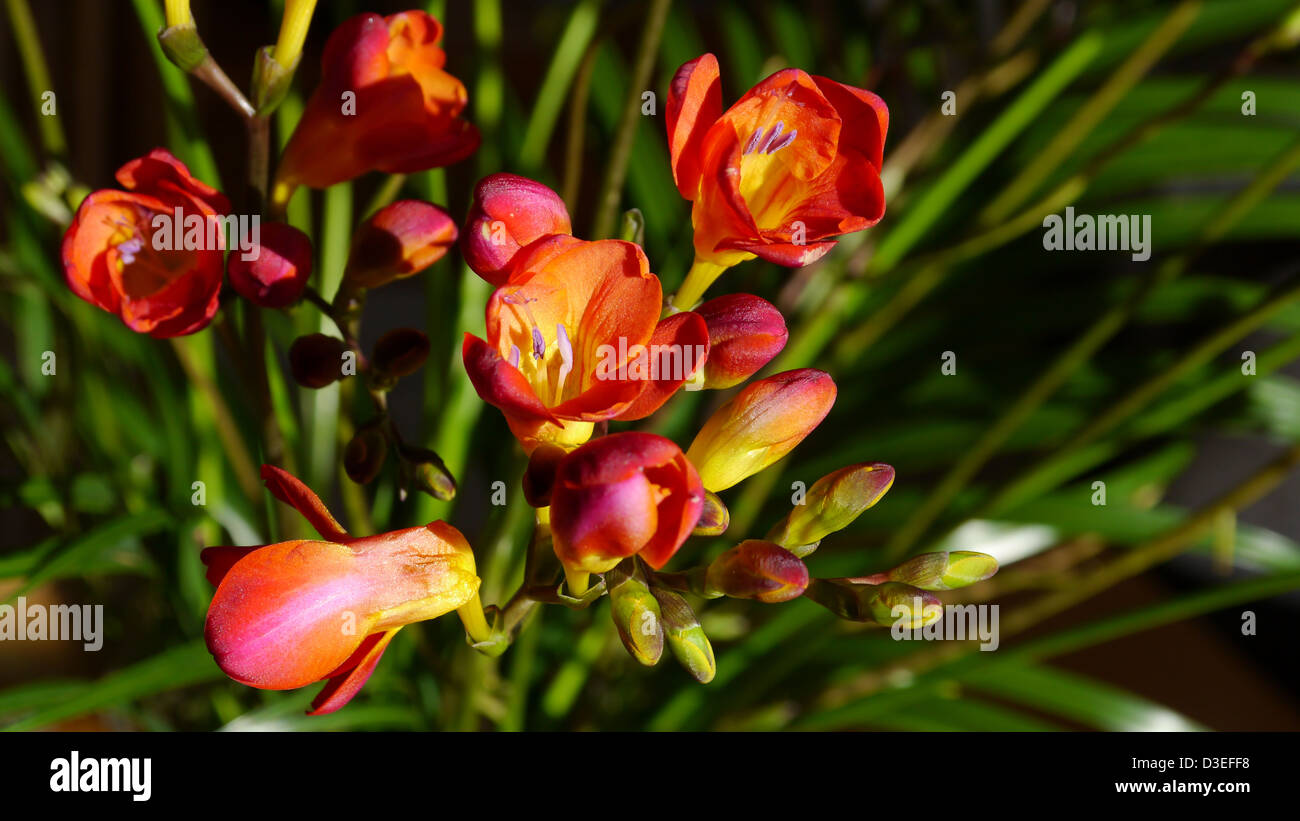 Freesias hi-res stock photography and images - Alamy