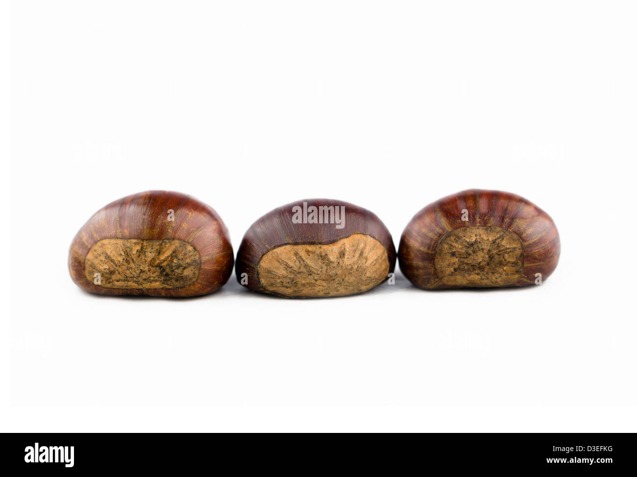 Three raw chestnuts in a row isolated on white background Stock Photo ...