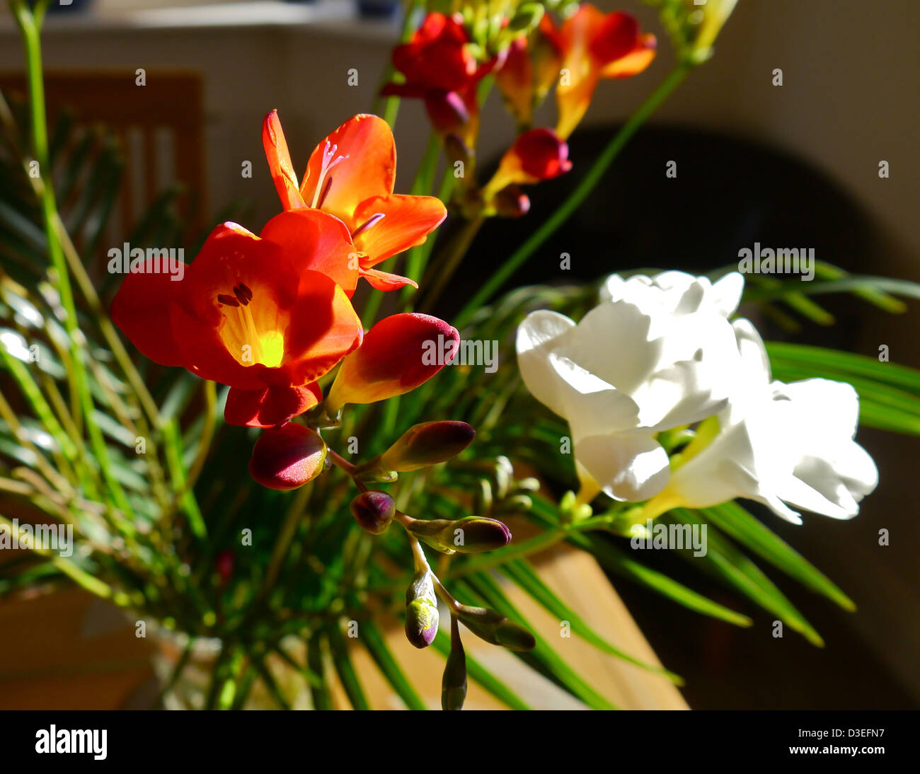 Freesias hi-res stock photography and images - Alamy