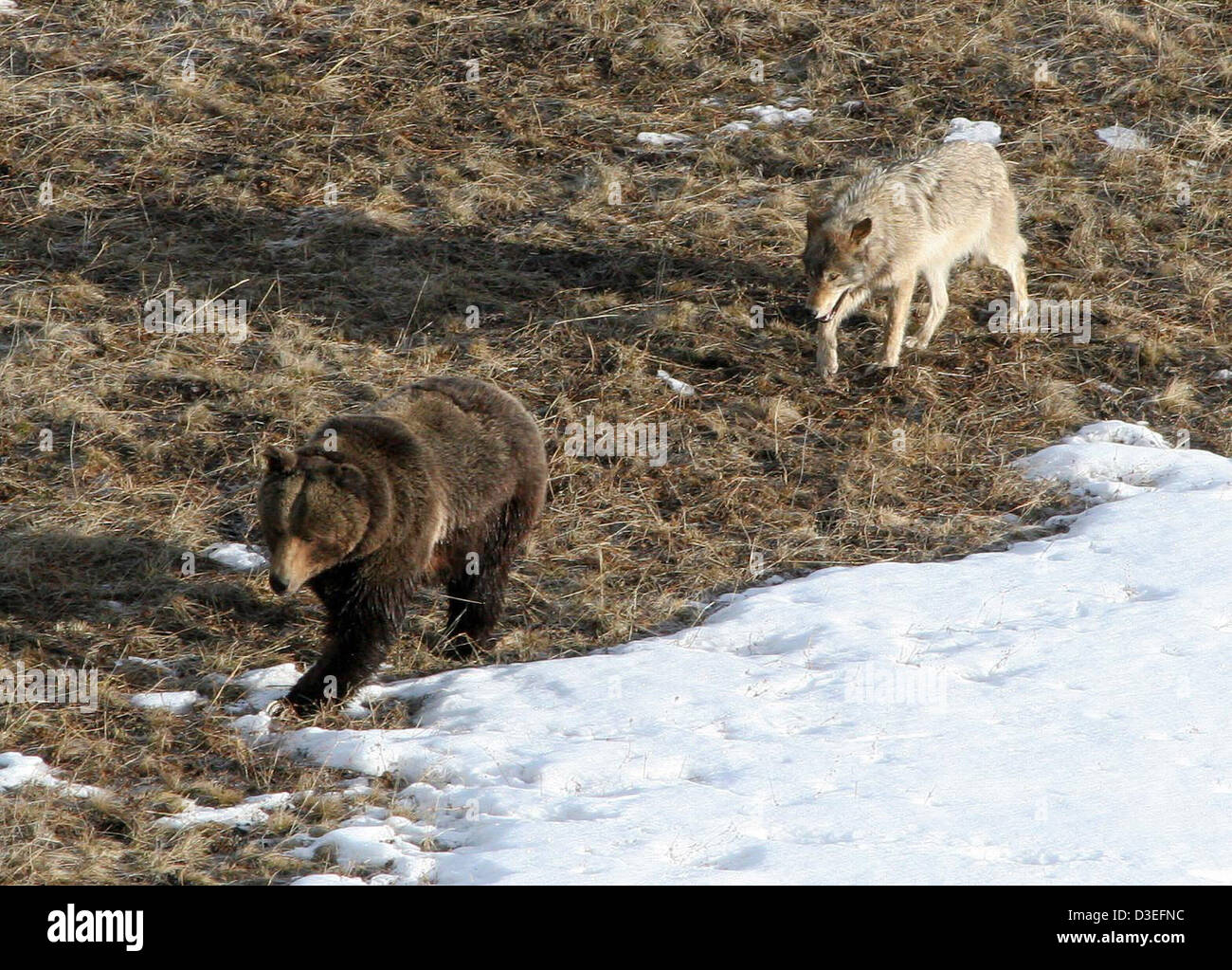Yellowstone National Park is home to both grizzly bears and wolves ...